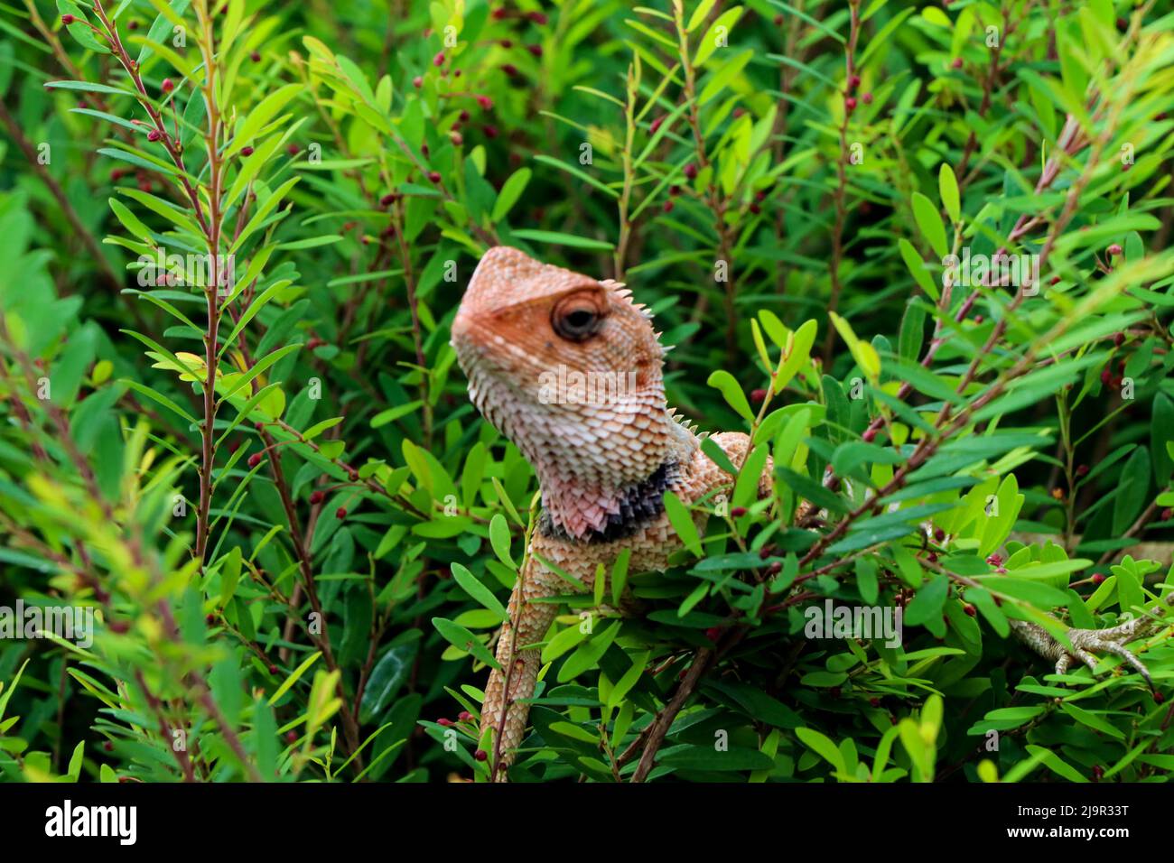 Indian garden lizard with spiny back Stock Photo - Alamy
