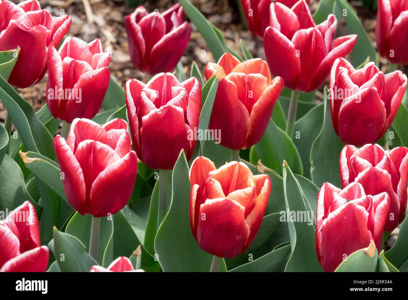 Lined flower hi-res stock photography and images - Alamy