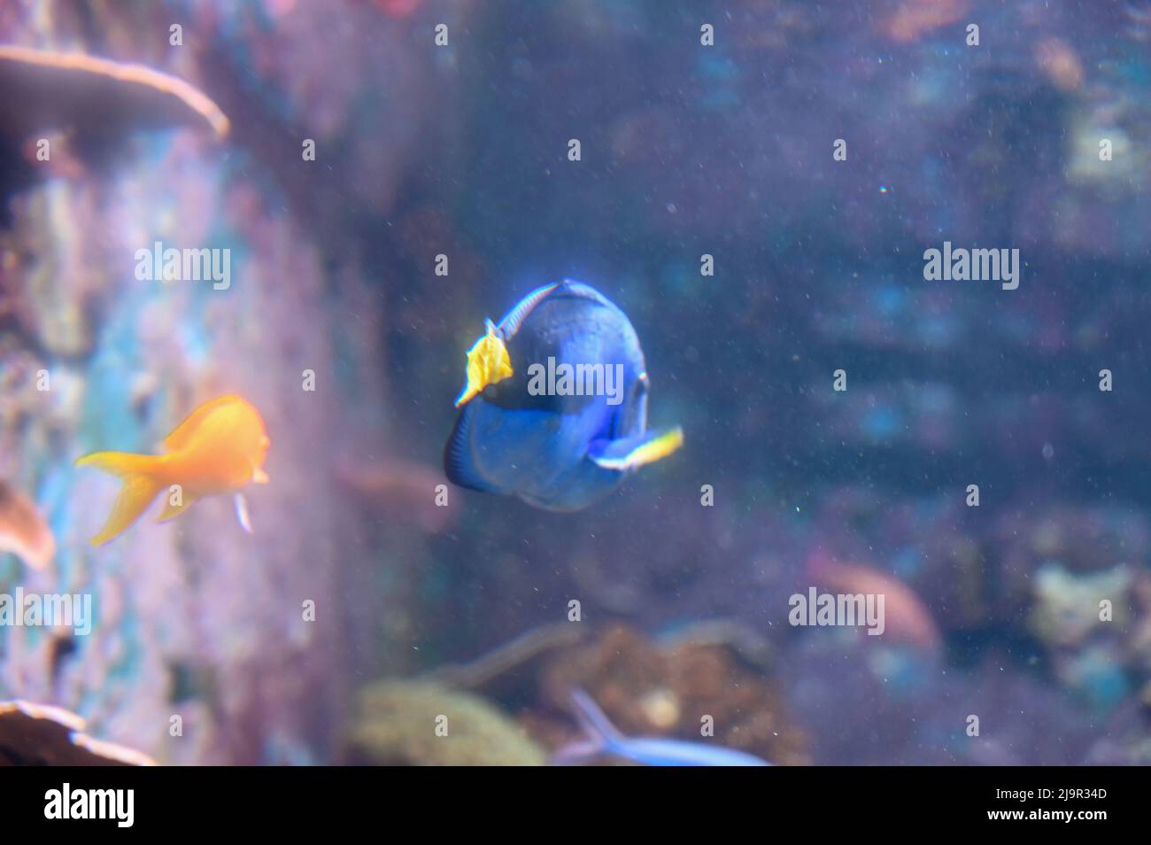 Blue tang fish also known as Paracanthurus hepatus is a species of Indo ...