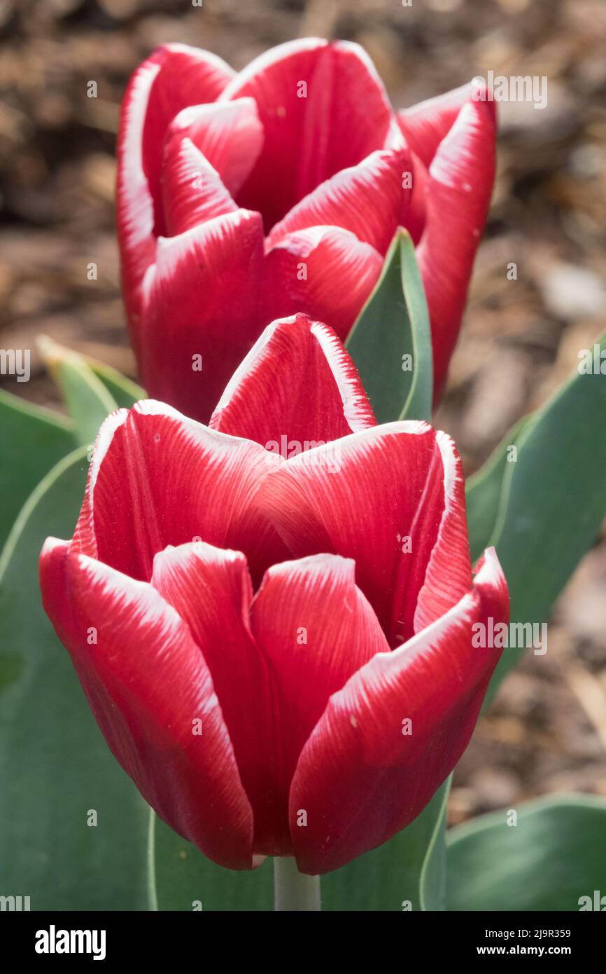 Tulip "Vampire" portrait of red two tulips Stock Photo - Alamy