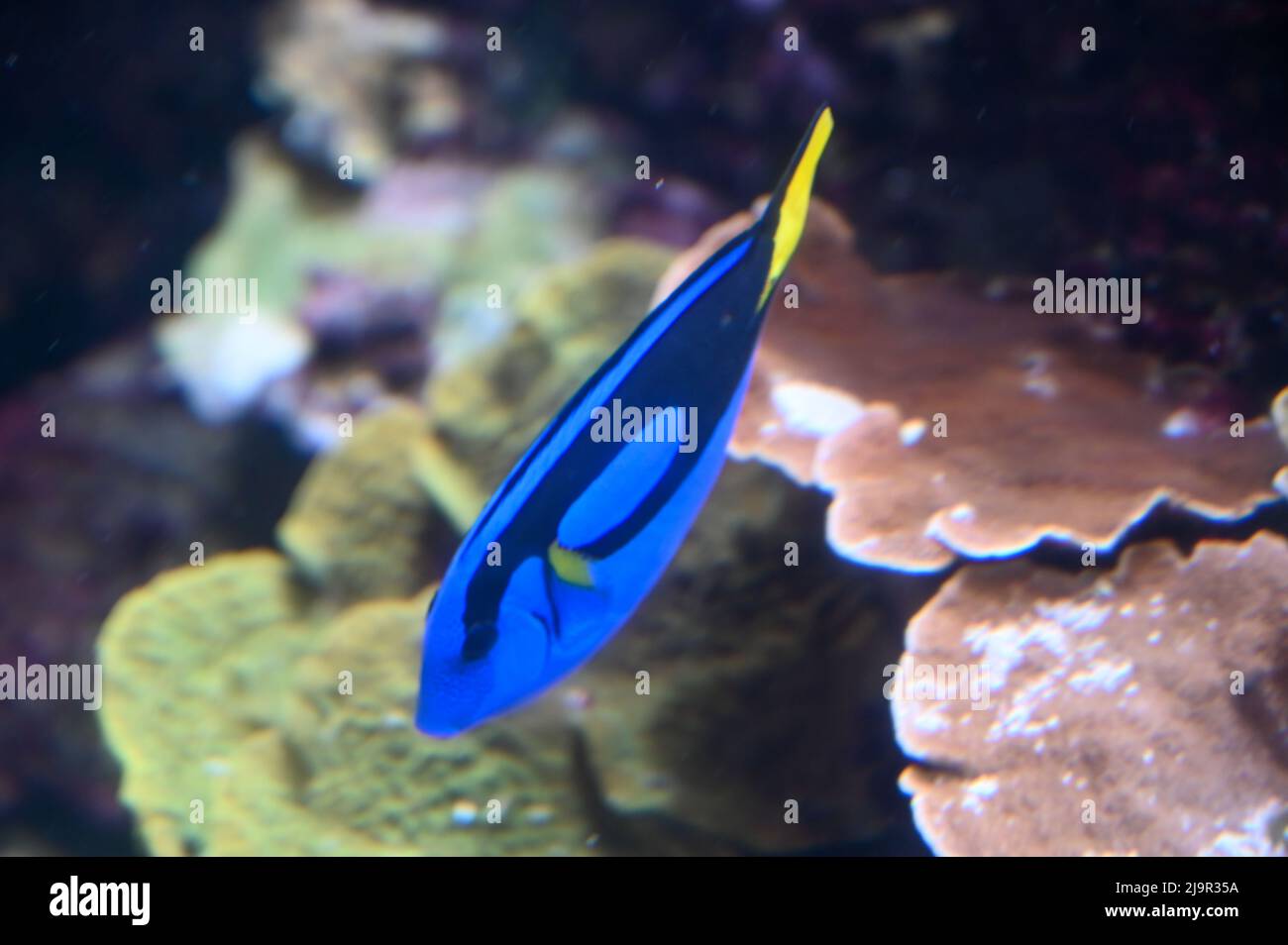 Blue tang fish also known as Paracanthurus hepatus is a species of Indo ...