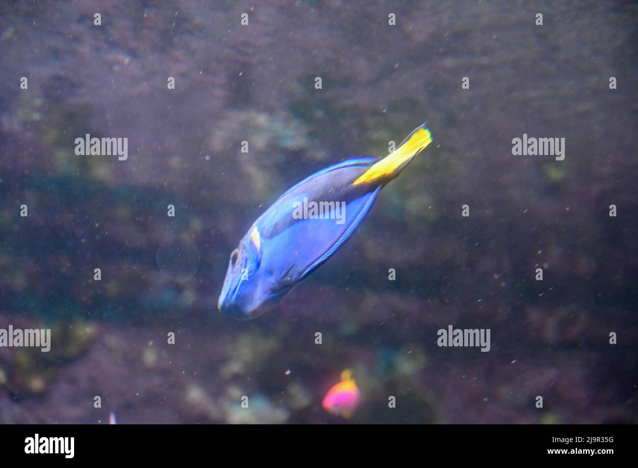 Blue tang fish also known as Paracanthurus hepatus is a species of Indo ...