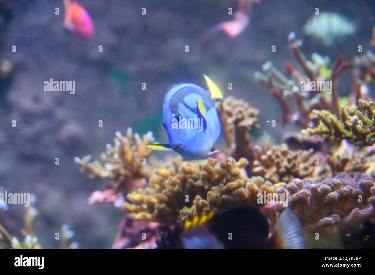 Blue tang fish also known as Paracanthurus hepatus is a species of Indo ...