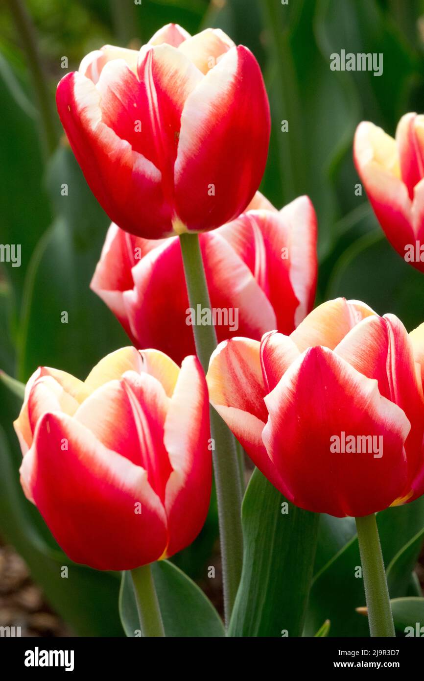 Leen hi-res stock photography and images - Alamy