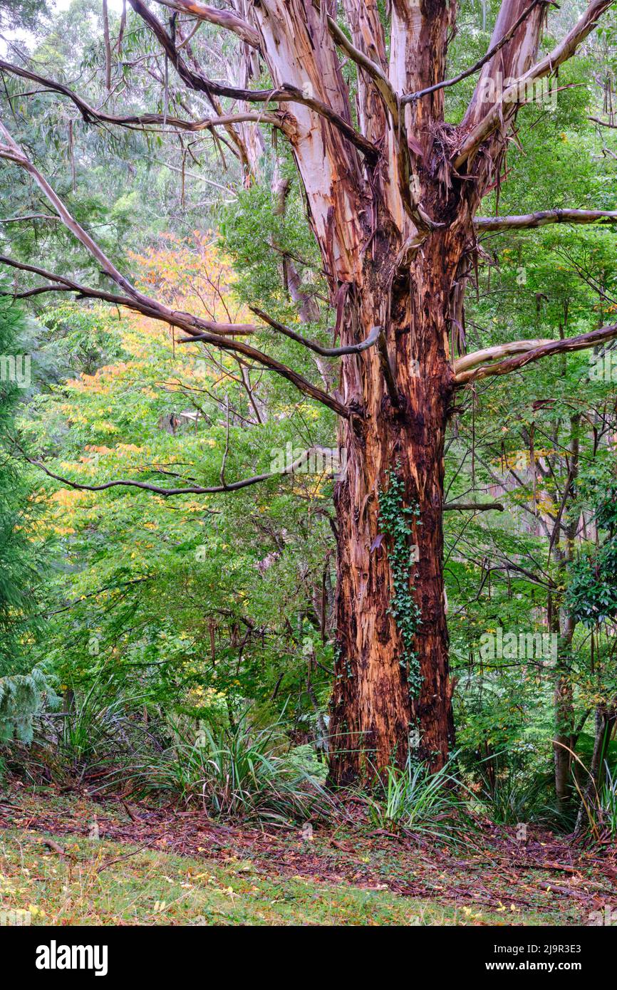 Autumn gum tree hi-res stock photography and images - Alamy