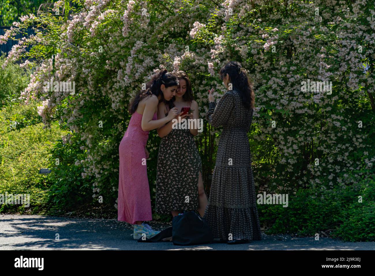 Serenity in Bloom: Enjoying the Summer Splendor at the Brooklyn Botanic ...