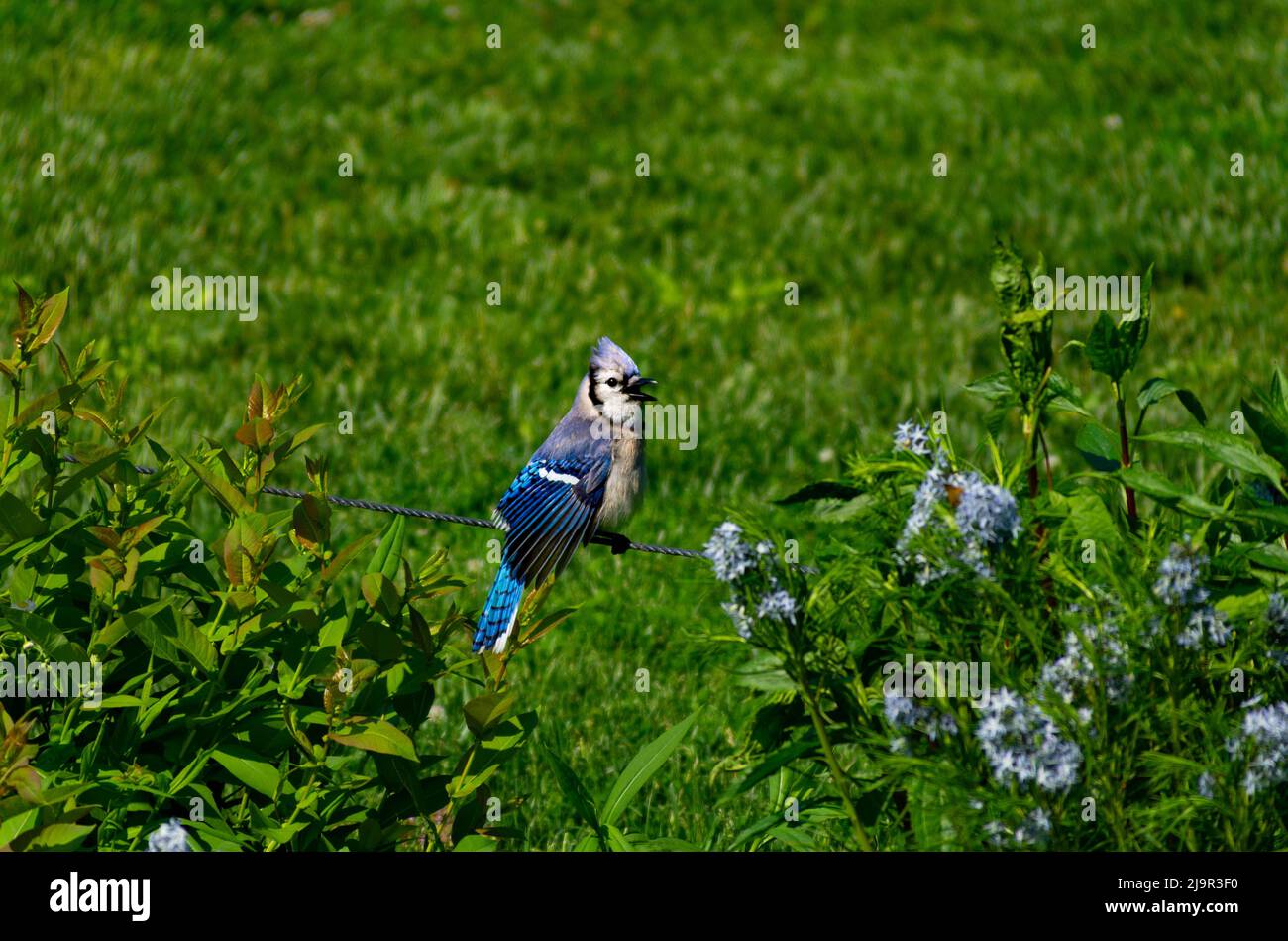 Blue Jay bird is sitting on a wire in Brooklyn Botanical Garden Stock ...