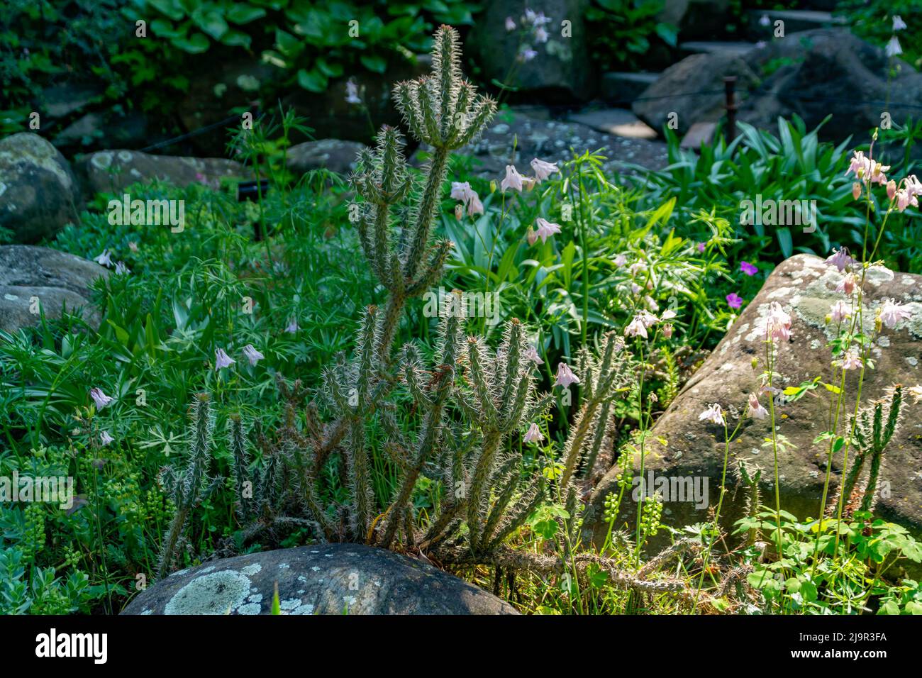 Serenity in Bloom: Enjoying the Summer Splendor at the Brooklyn Botanic ...