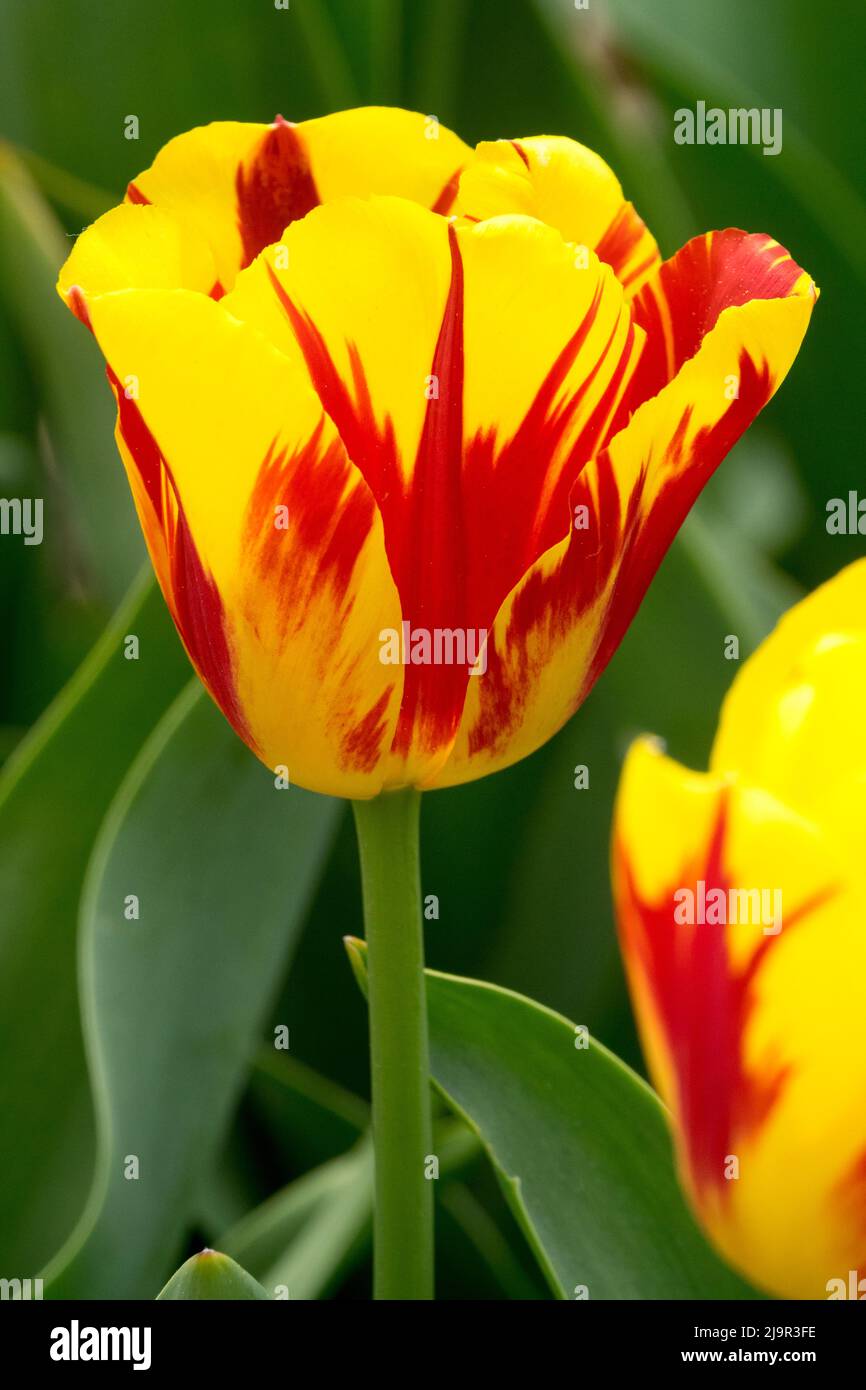 Portrait of washington hi-res stock photography and images - Alamy