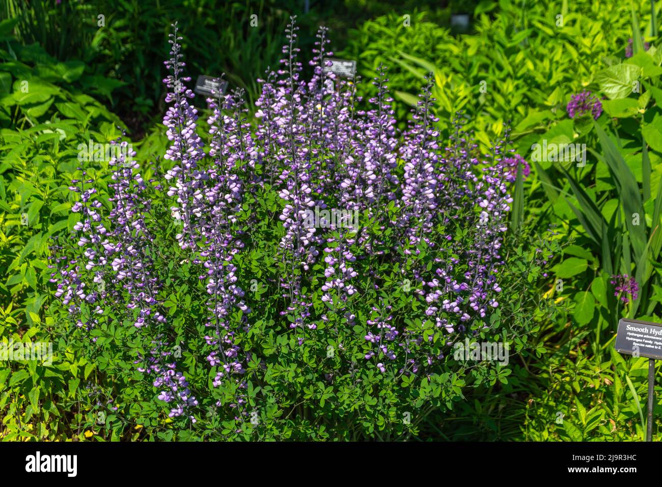 Serenity in Bloom: Enjoying the Summer Splendor at the Brooklyn Botanic ...