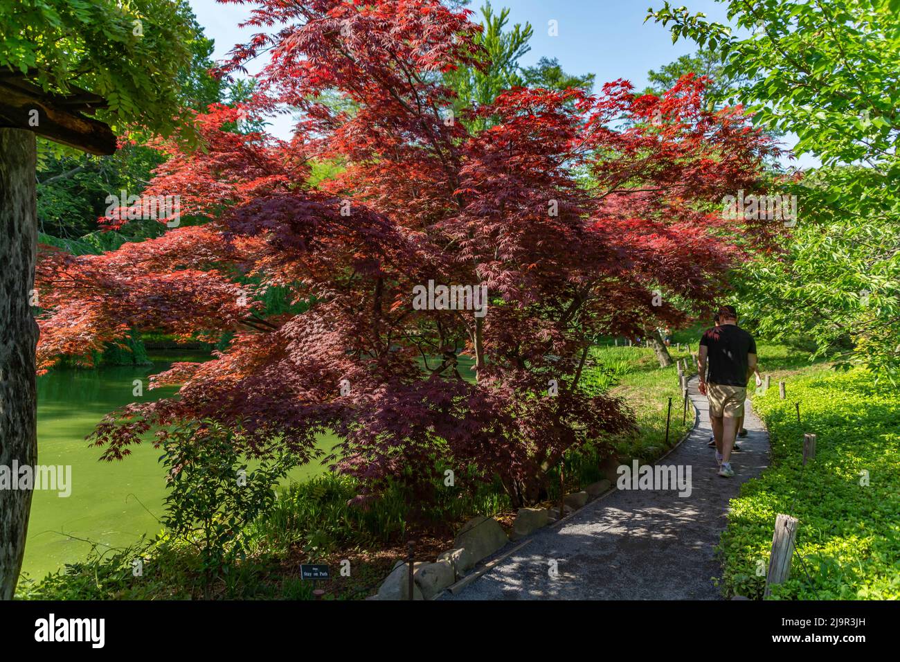 Serenity in Bloom: Enjoying the Summer Splendor at the Brooklyn Botanic ...