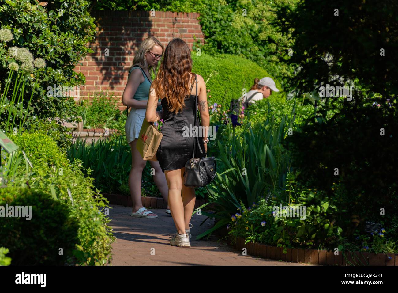 Serenity in Bloom: Enjoying the Summer Splendor at the Brooklyn Botanic ...