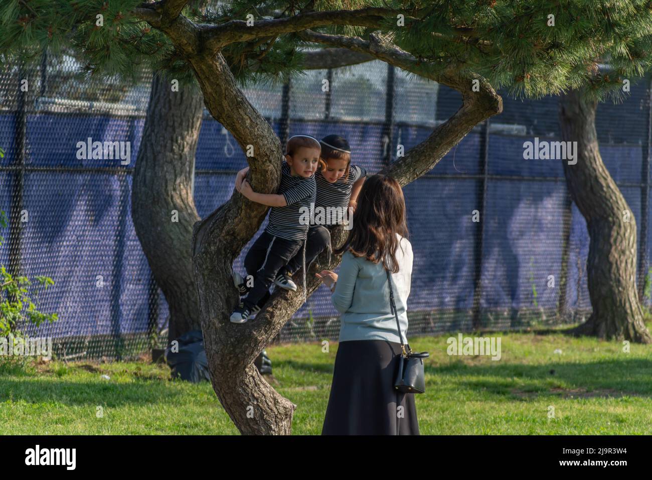 Two Hasidic Jewish boys sitting on the trees and their mother is ...