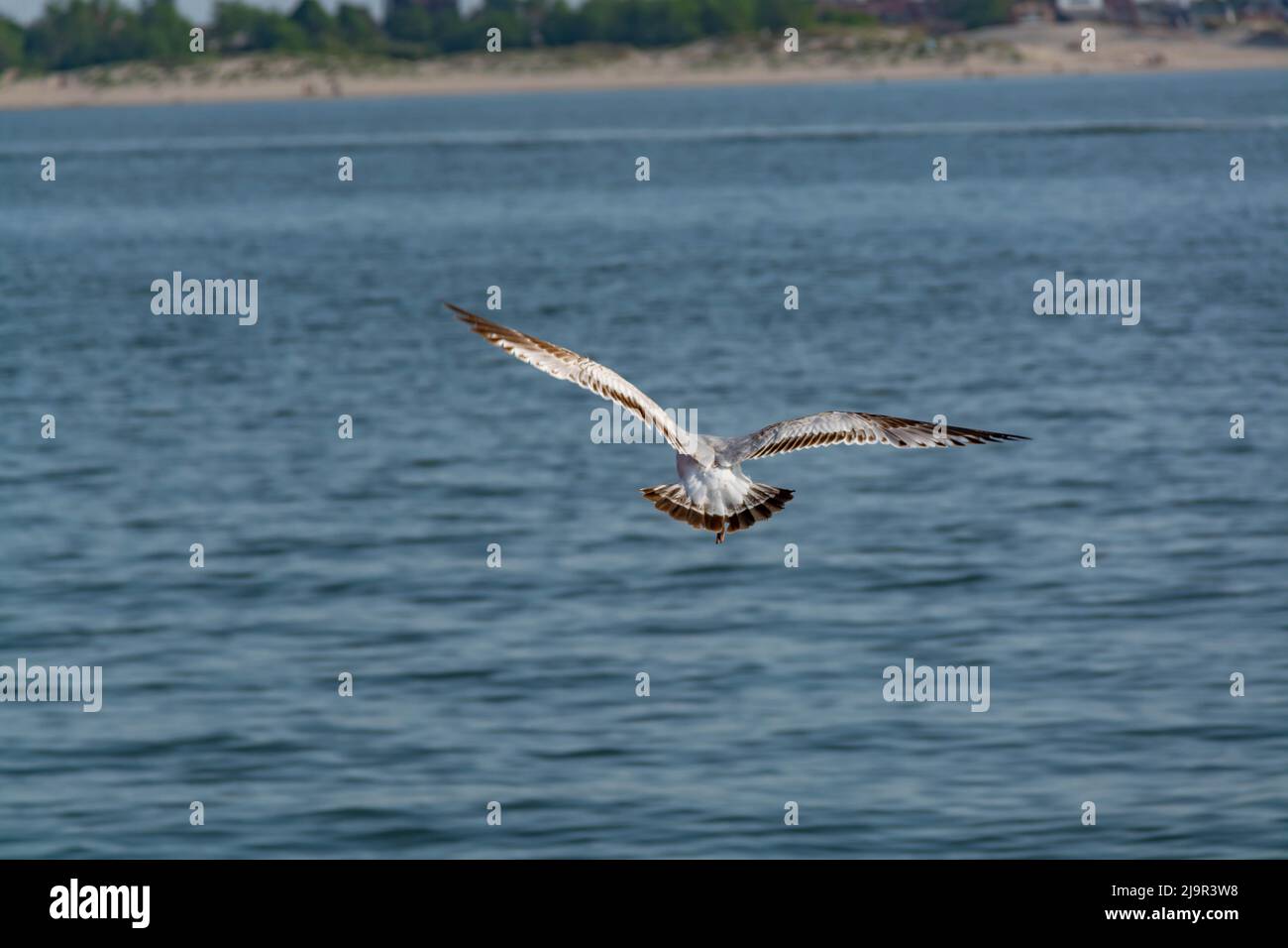 Soaring bird and coastal waves hi-res stock photography and images - Alamy