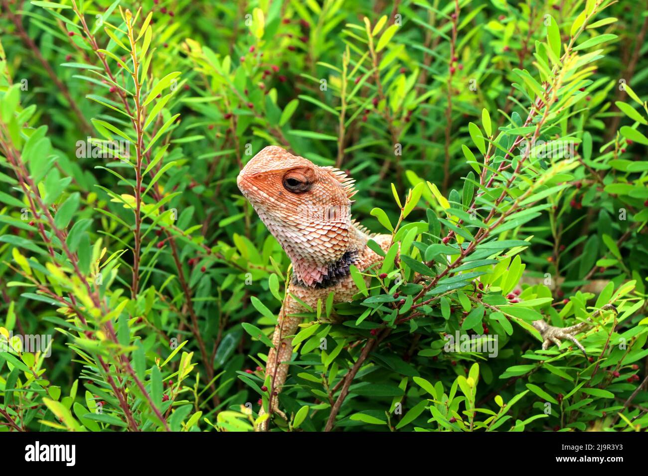 Indian garden lizard with spiny back Stock Photo - Alamy