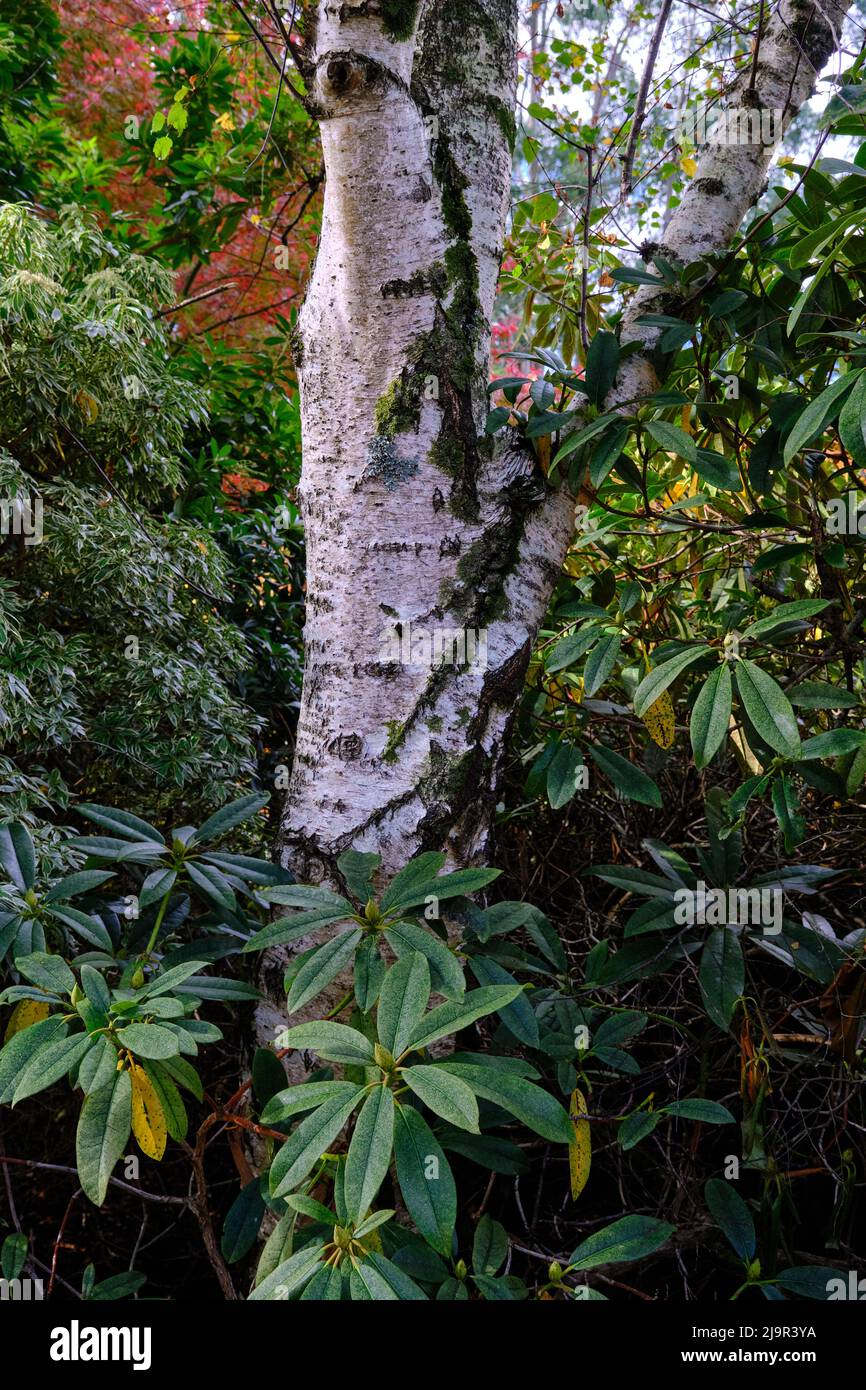 Silver birch tree trunk leaves hi-res stock photography and images - Alamy