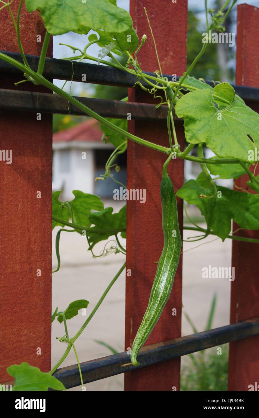 Green gourd hanging on the vine Stock Photo - Alamy