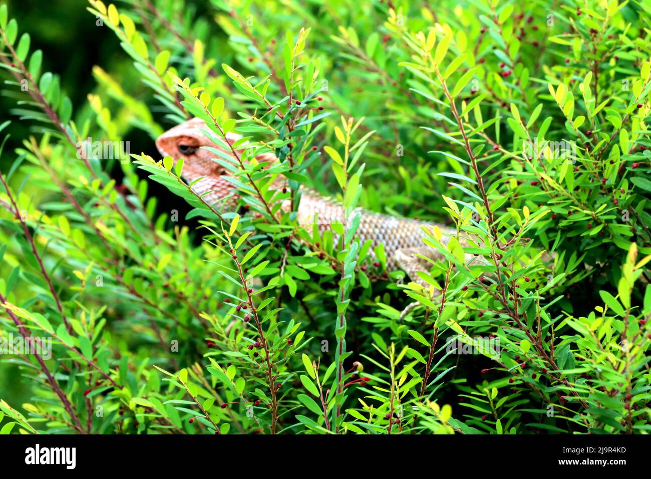 Indian garden lizard with spiny back Stock Photo - Alamy