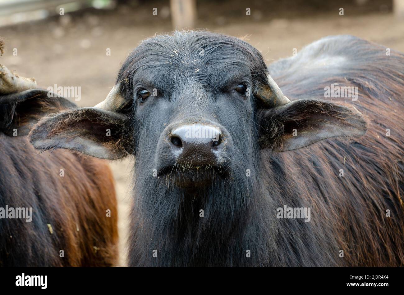 Buffalo mozzarella horn hi-res stock photography and images - Alamy