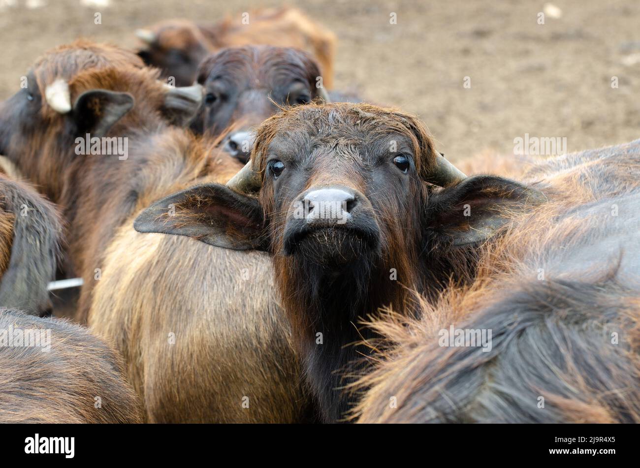 Buffalo mozzarella horn hi-res stock photography and images - Alamy
