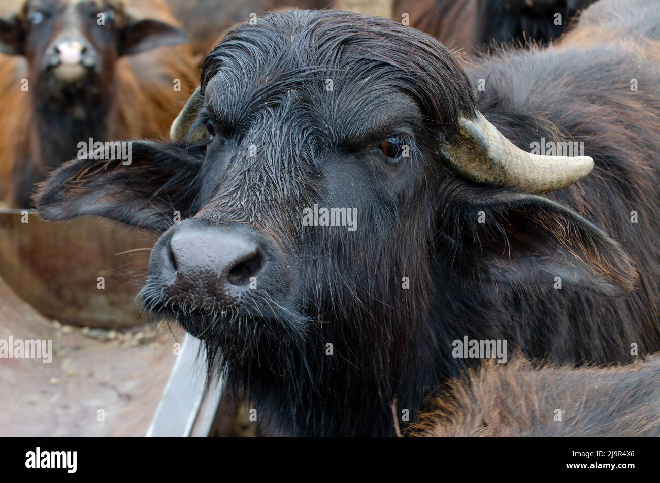 Young Buffalo head Stock Photo - Alamy