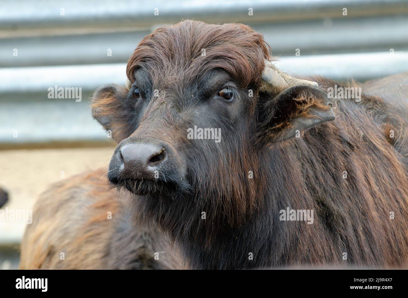 Young Buffalo head Stock Photo - Alamy