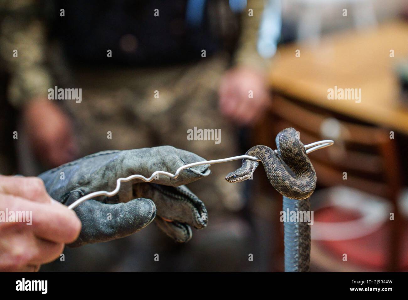 A handler instructs trainees on the correct treatment of snakes in the ...