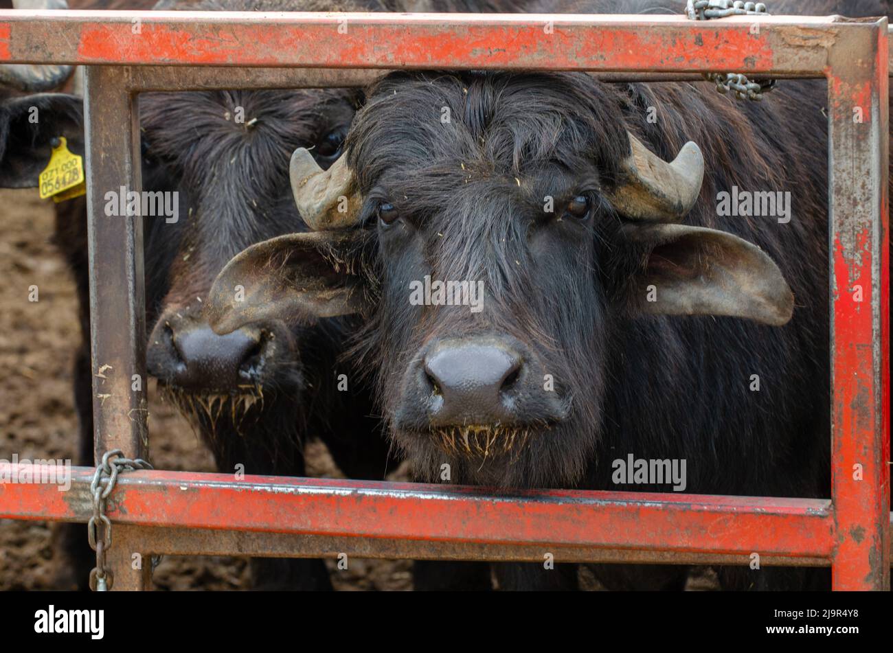 Young buffalo hi-res stock photography and images - Alamy