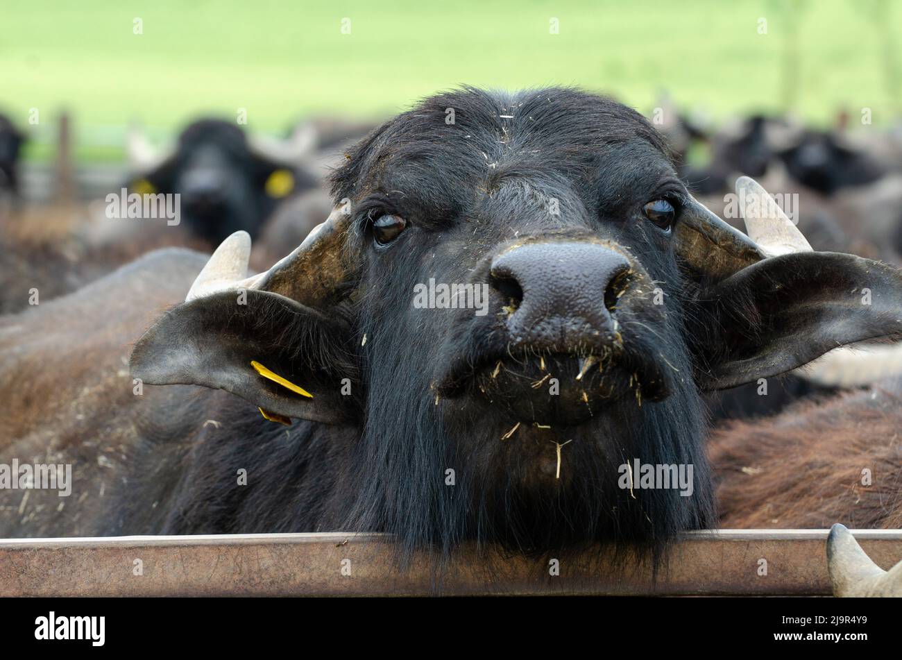 Buffalo mozzarella horn hi-res stock photography and images - Alamy