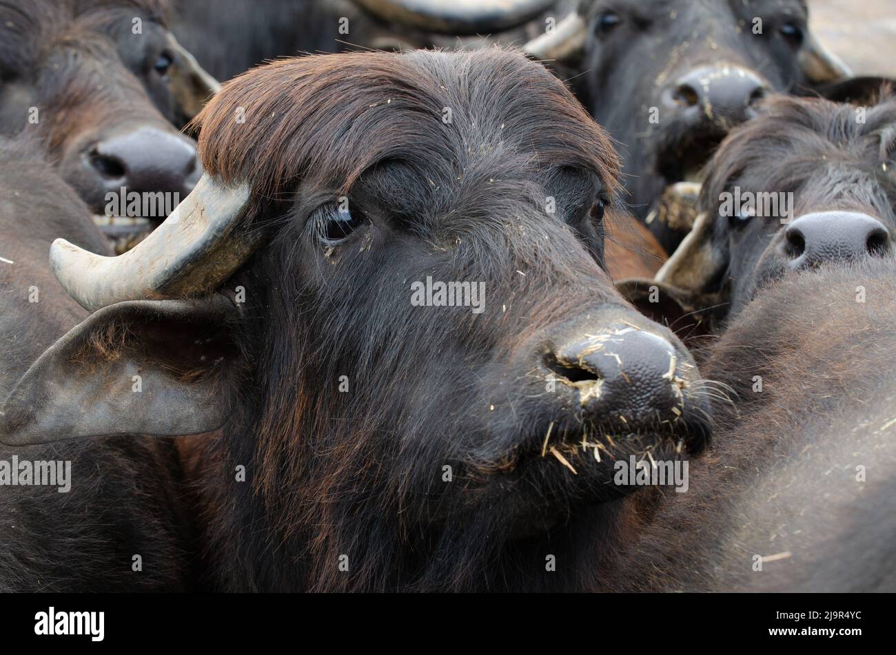 Buffalo mozzarella horn hi-res stock photography and images - Alamy