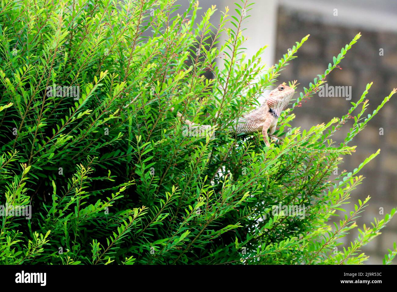 Indian garden lizard with spiny back Stock Photo - Alamy