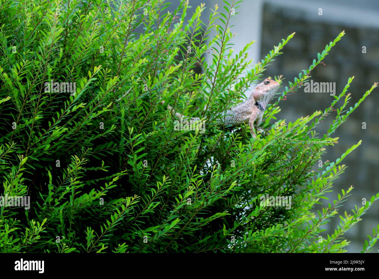 Indian garden lizard with spiny back Stock Photo - Alamy