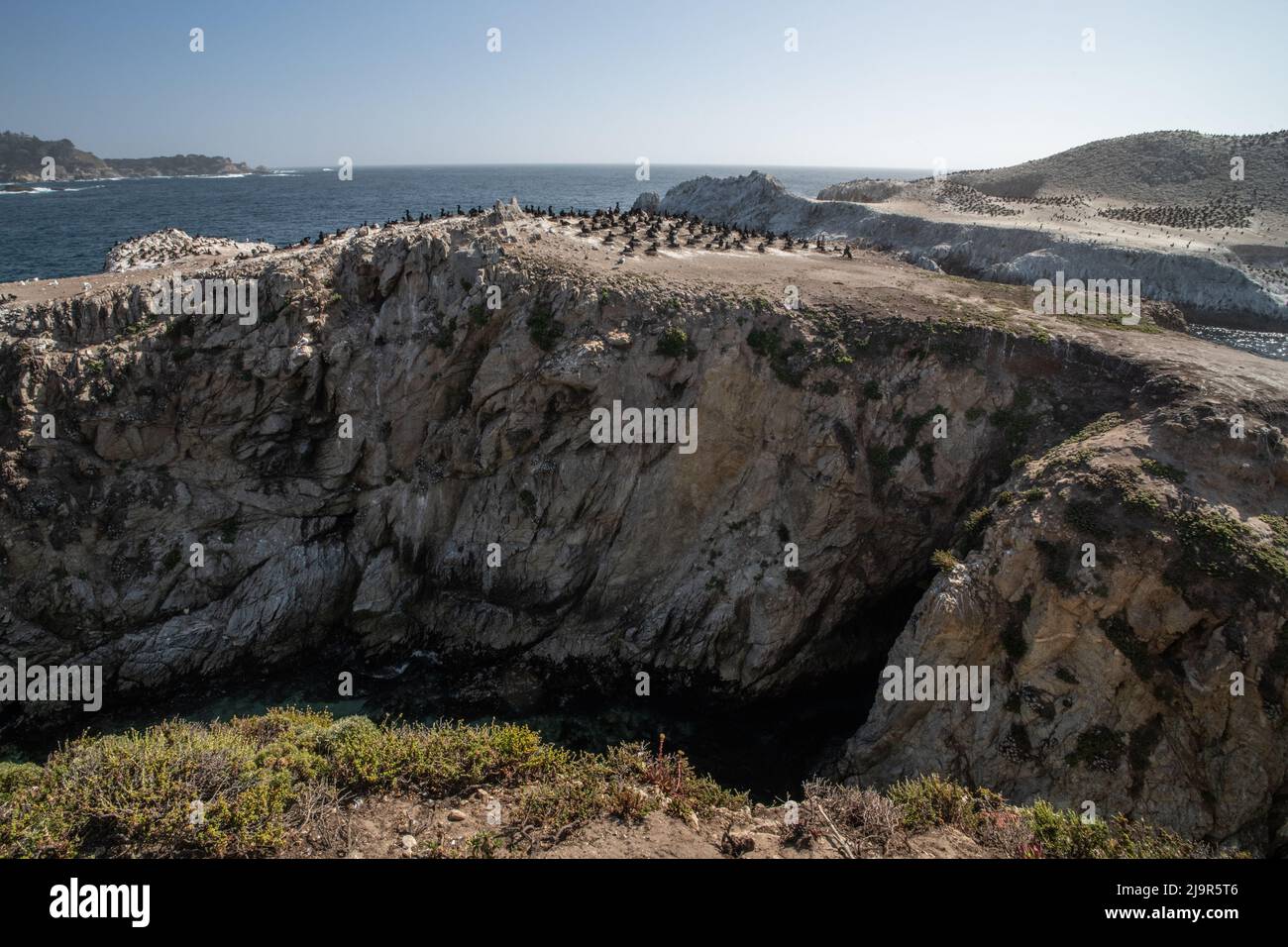 Brandt's cormorants (Urile penicillatus) these seabirds are nesting on ...