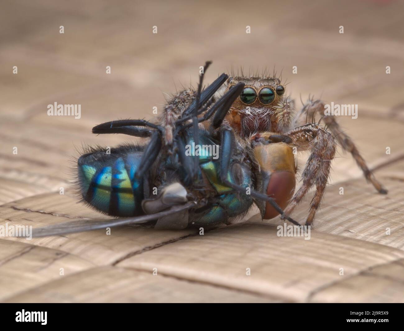 Spider eat fly hi-res stock photography and images - Alamy