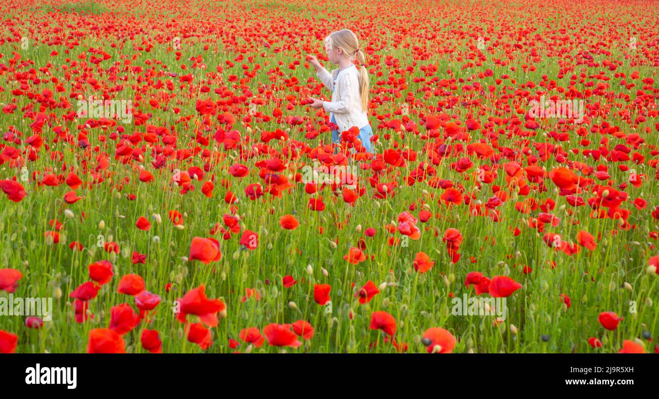 Child girl in a field of red poppies enjoys nature. Little daughter in ...