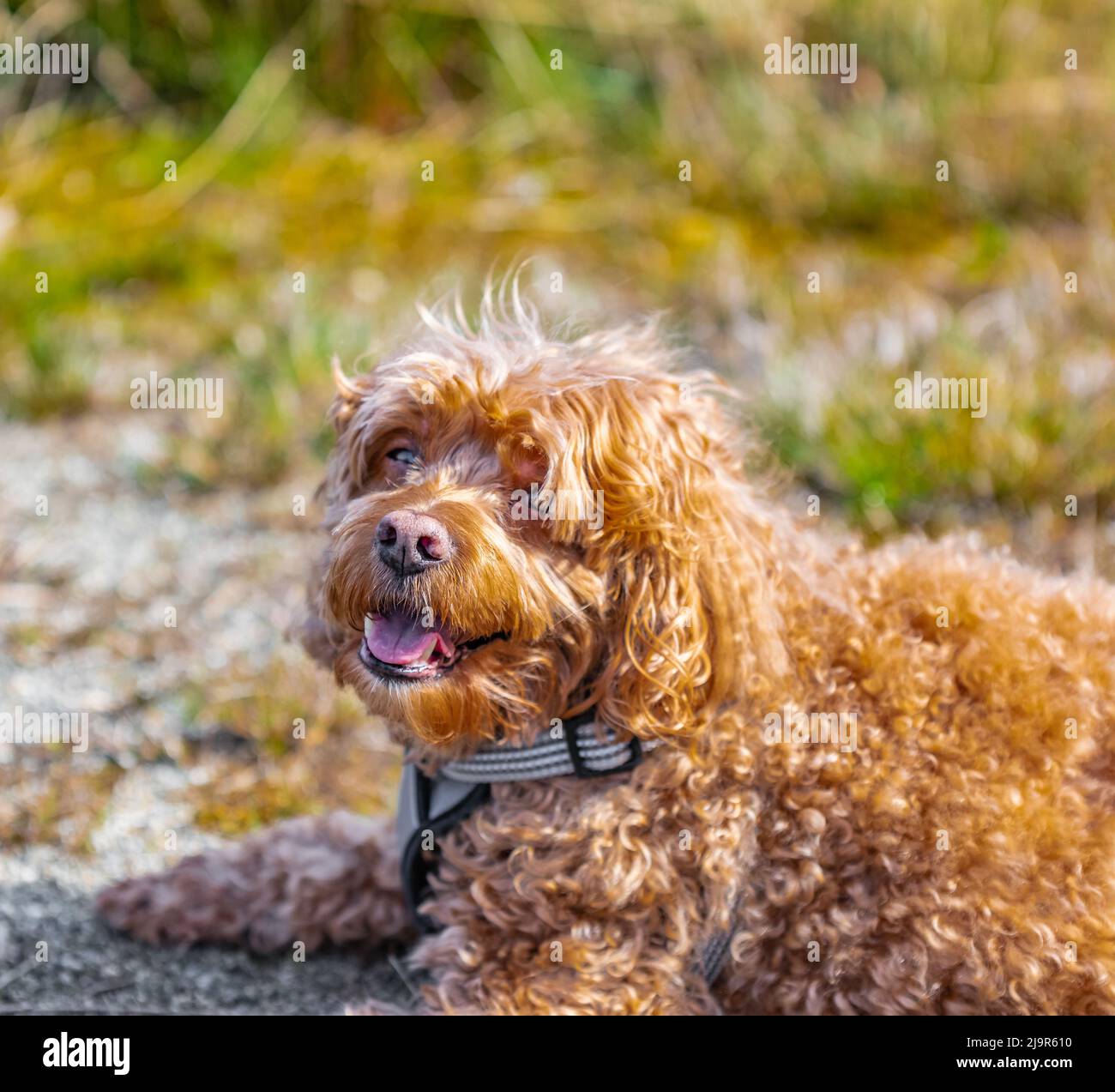 Cavapoo dog in the park, mixed, breed of Cavalier King Charles Spaniel ...
