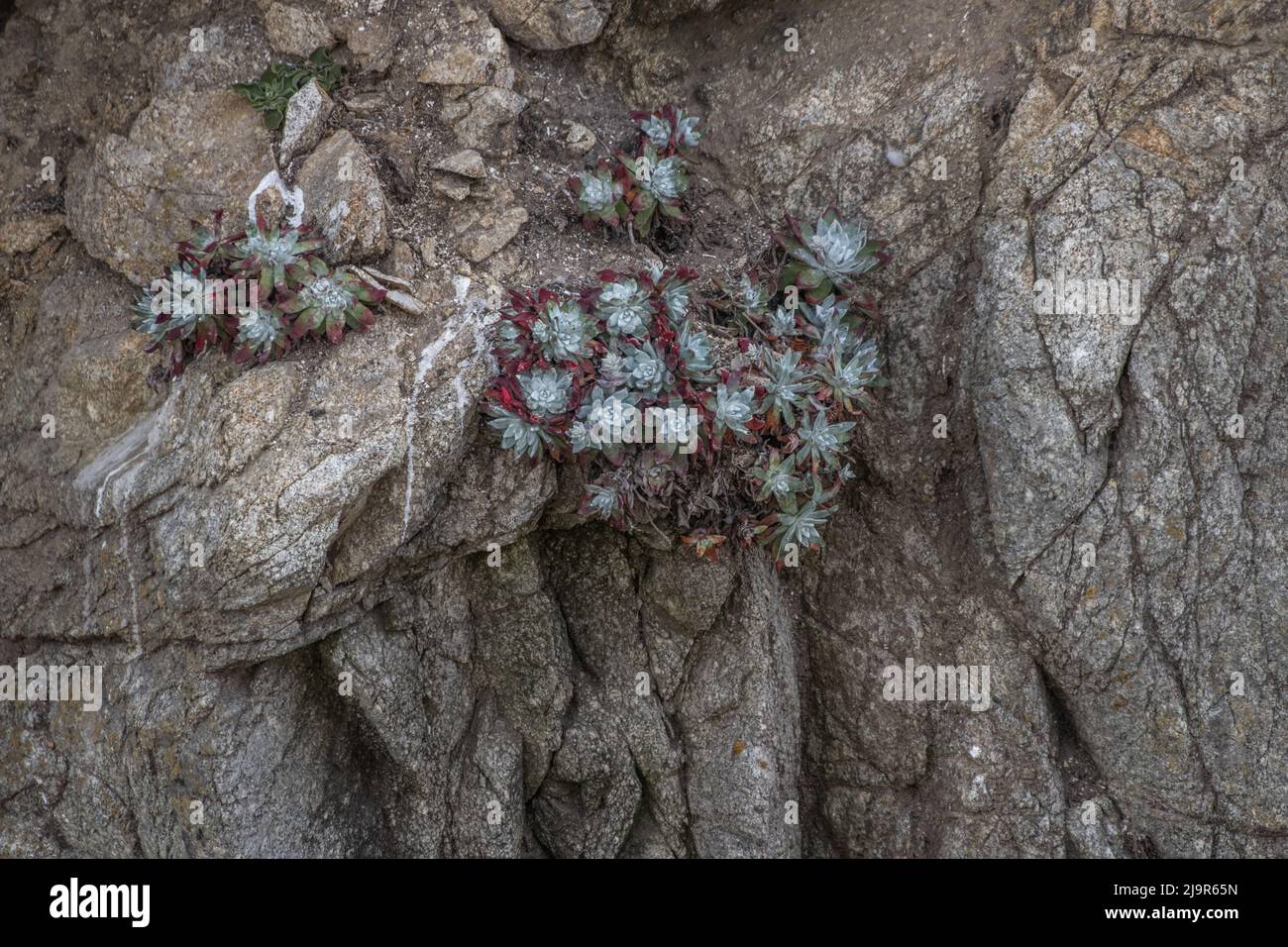 A coastal succulent, a Dudleya, grows on rocky cliffs in Point Lobos ...
