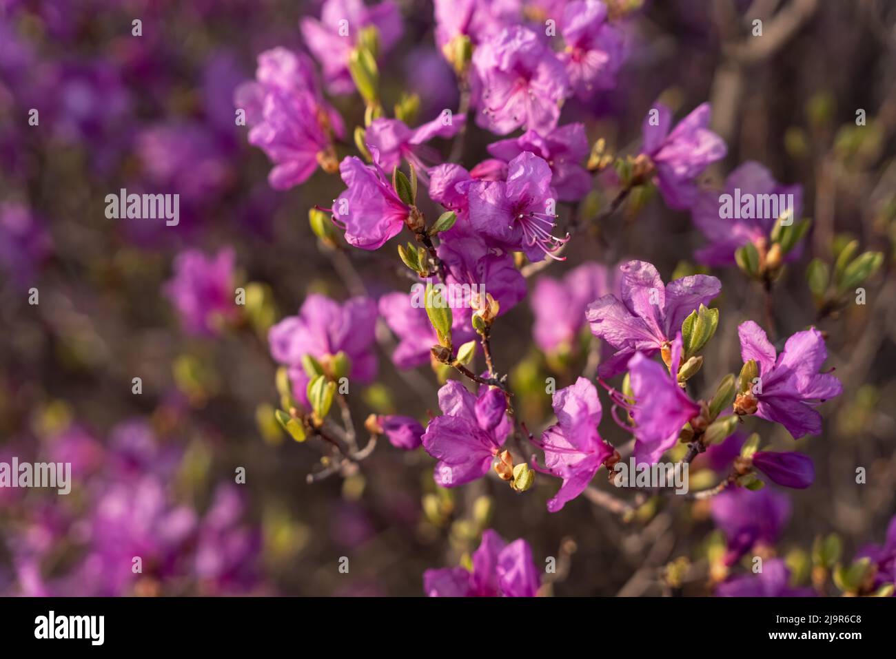 Close - up of flowers of Rhododendron dauricum. popular names rosemary ...