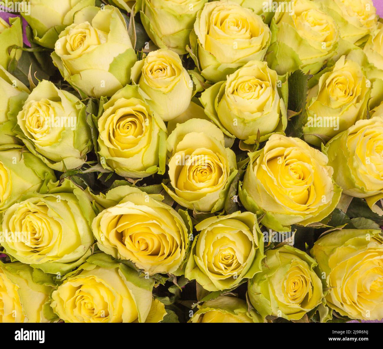 Background image of yellow roses Stock Photo - Alamy
