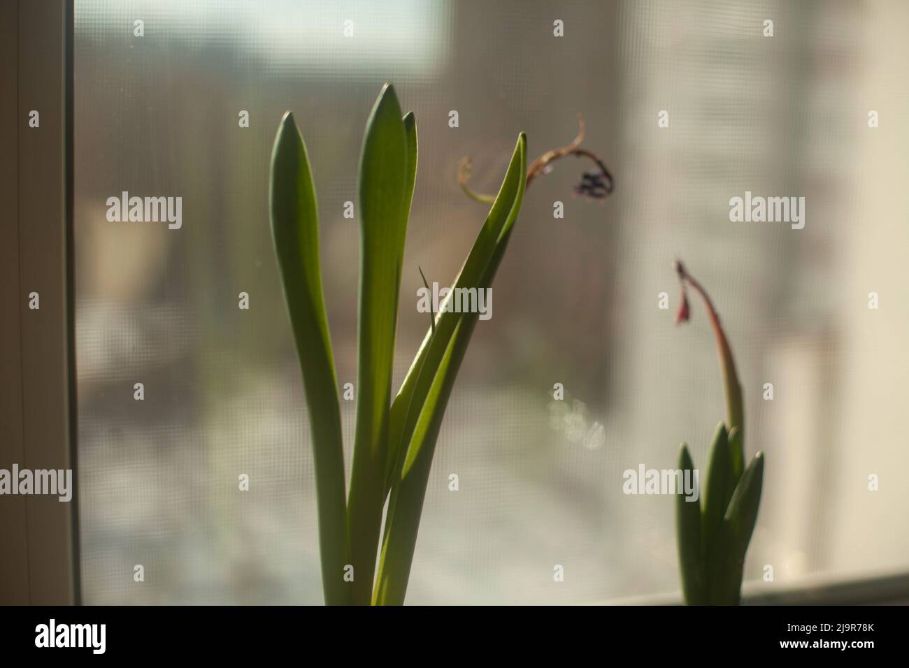 Houseplant. Items on window. Green plant in interior Stock Photo - Alamy