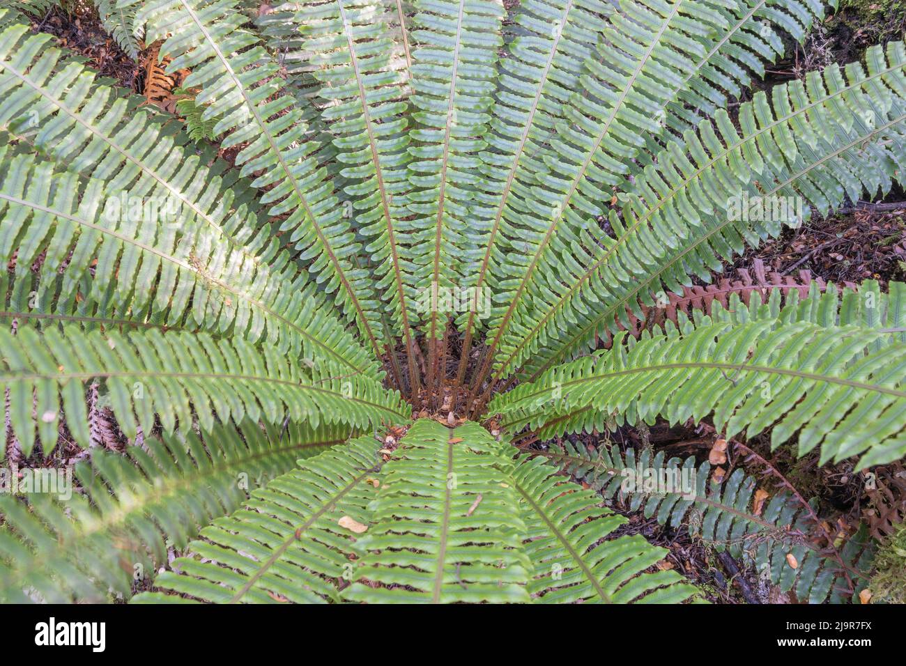 NZ crown fern or Lomaria discolor in Kepler forest South Island New ...