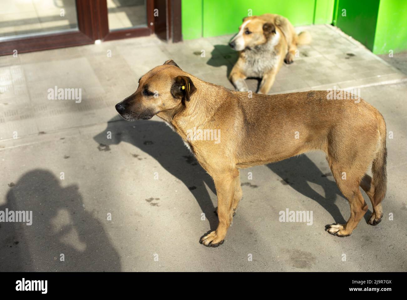 Peruvian culture animals hi-res stock photography and images - Alamy