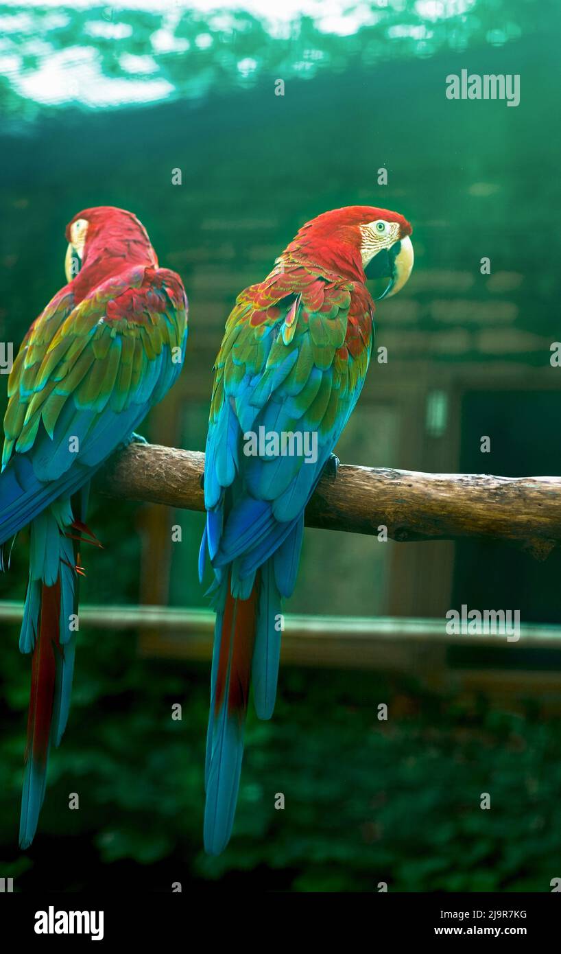 parrot birds in the reserve Stock Photo - Alamy