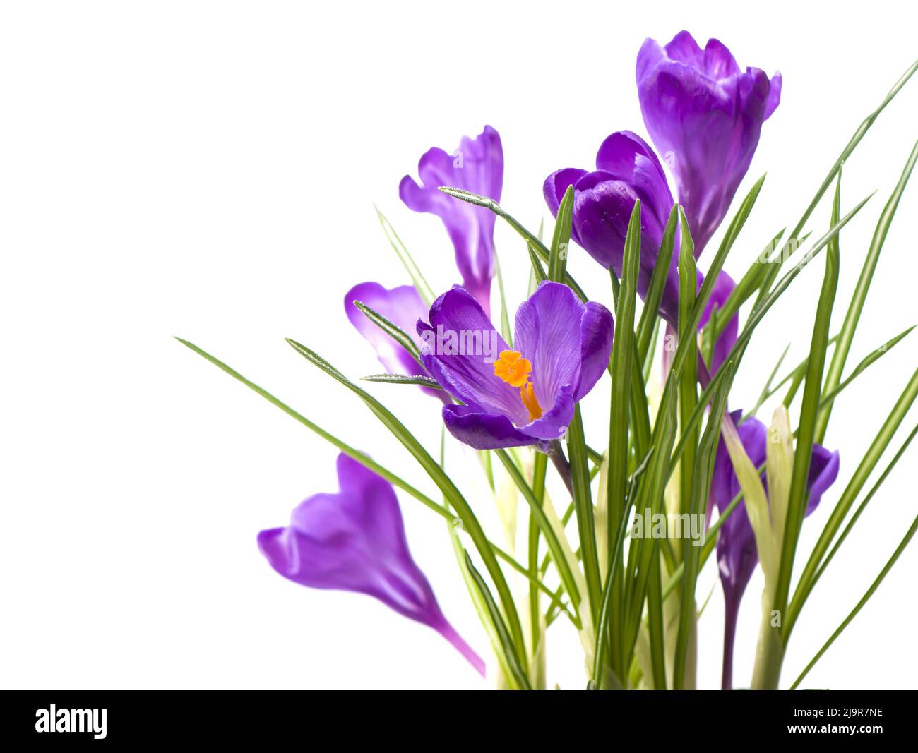 Plant bloom in early Cut Out Stock Images & Pictures - Alamy