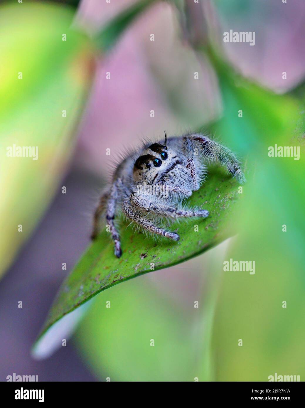 Jumping Spider Hunting Insect to Eat Stock Photo - Alamy
