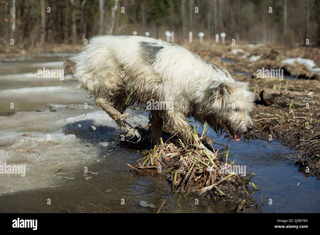 Dog on walk in woods. Dog in swamp. Pet in nature in park. Animal is ...