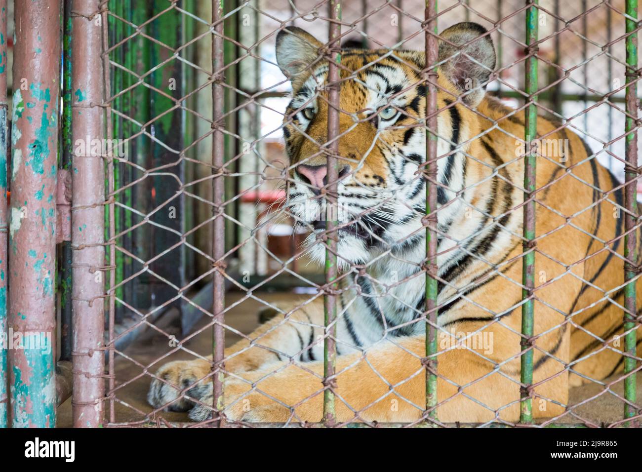 Tiger in cage hi-res stock photography and images - Alamy