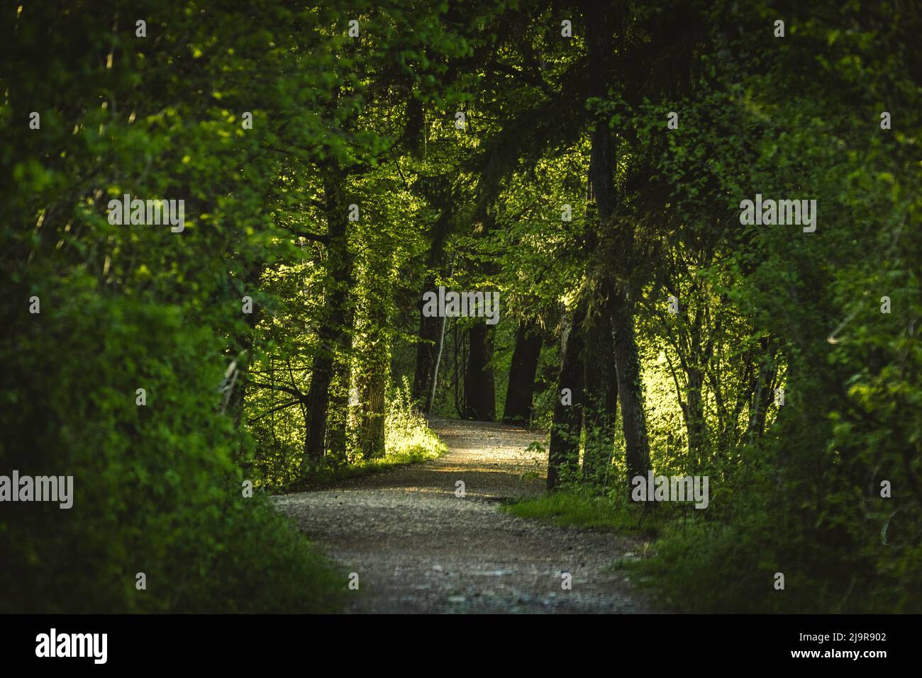 wonderful hiking trail trough lush spring forest at Aare Stock Photo ...