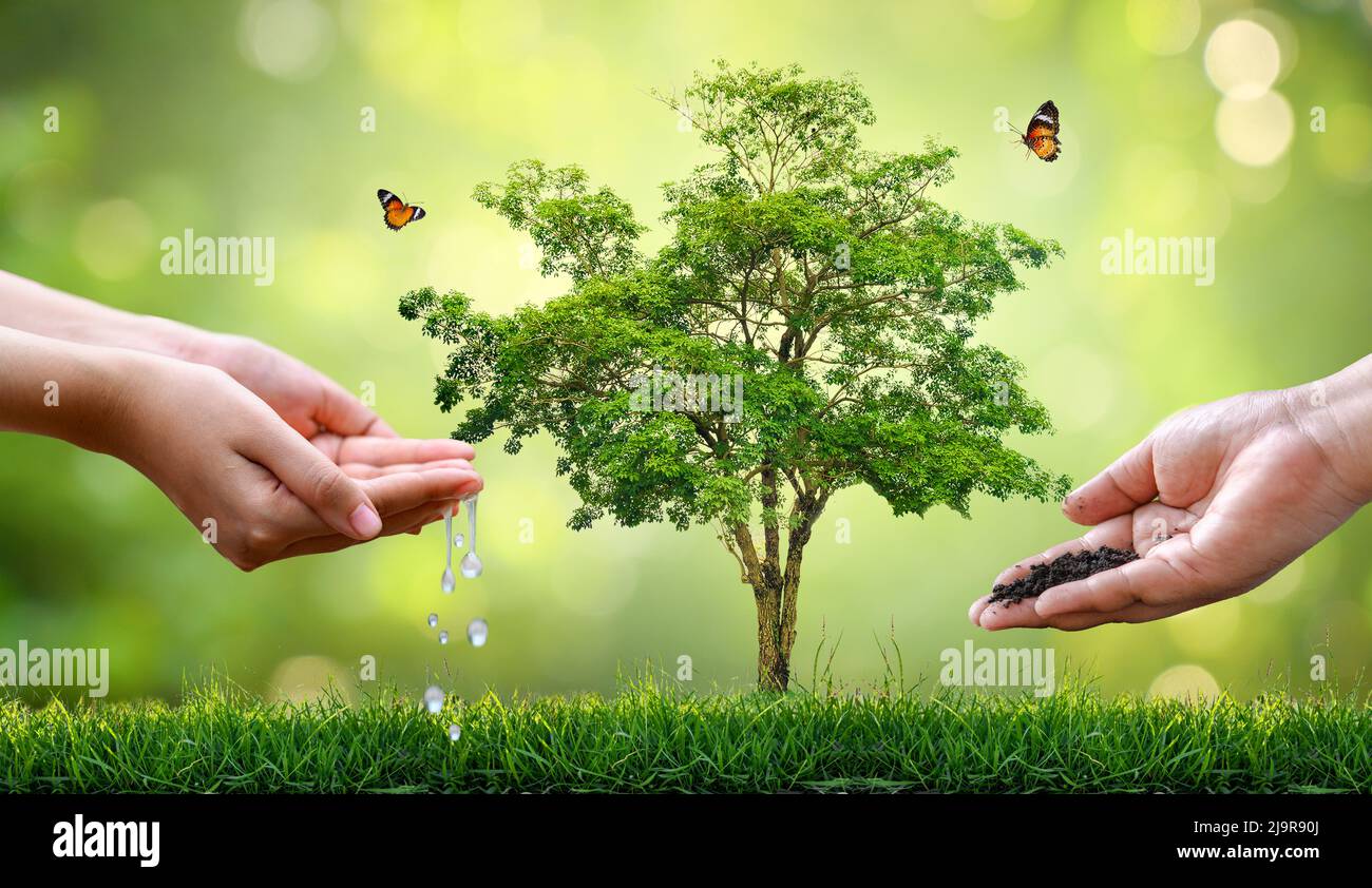 People are watering and fertilizing the plants. environmental care ...