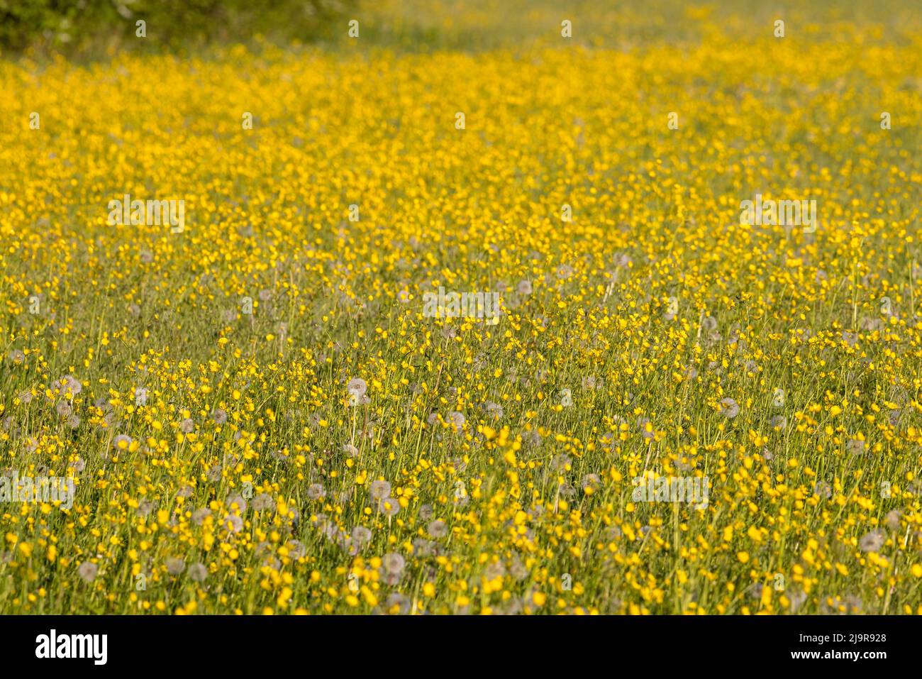 biodiverse field full of yellow wildflowers in Switzerland Stock Photo ...